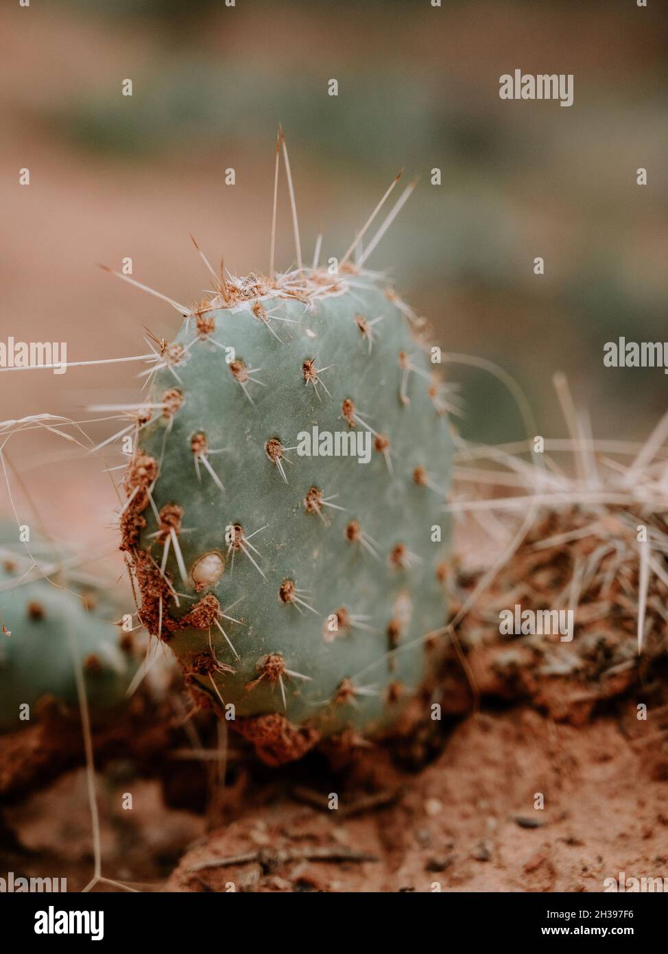 Vertical shot of a cactus growing on a ground Stock Photo - Alamy