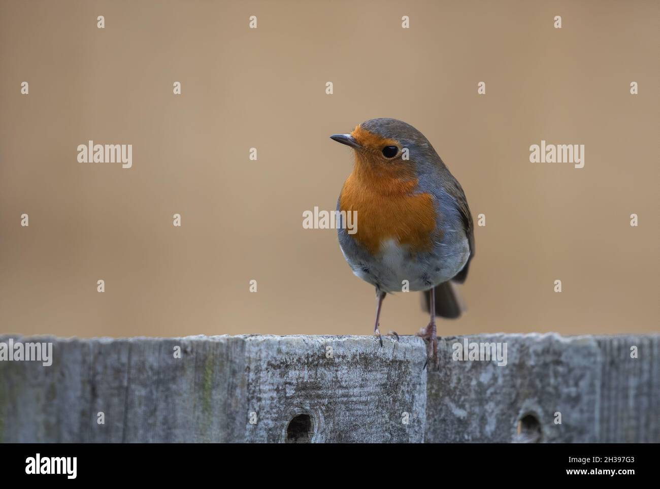 Warbler garden fence hi-res stock photography and images - Alamy