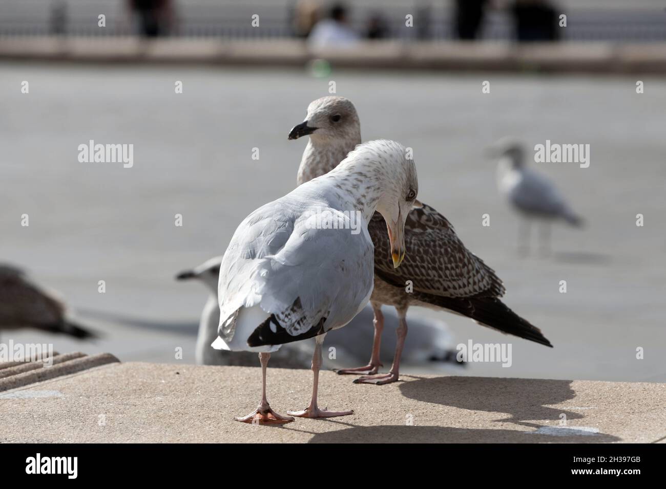Liverpool birds hi-res stock photography and images - Alamy