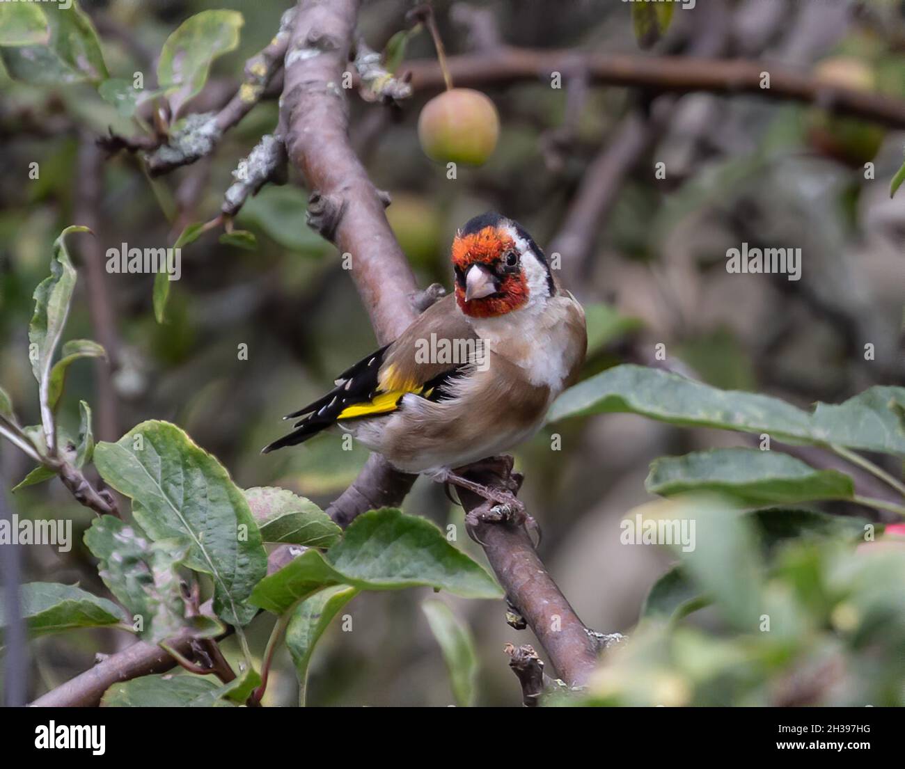 Beautiful European goldfinch bird on a tree branch Stock Photo - Alamy