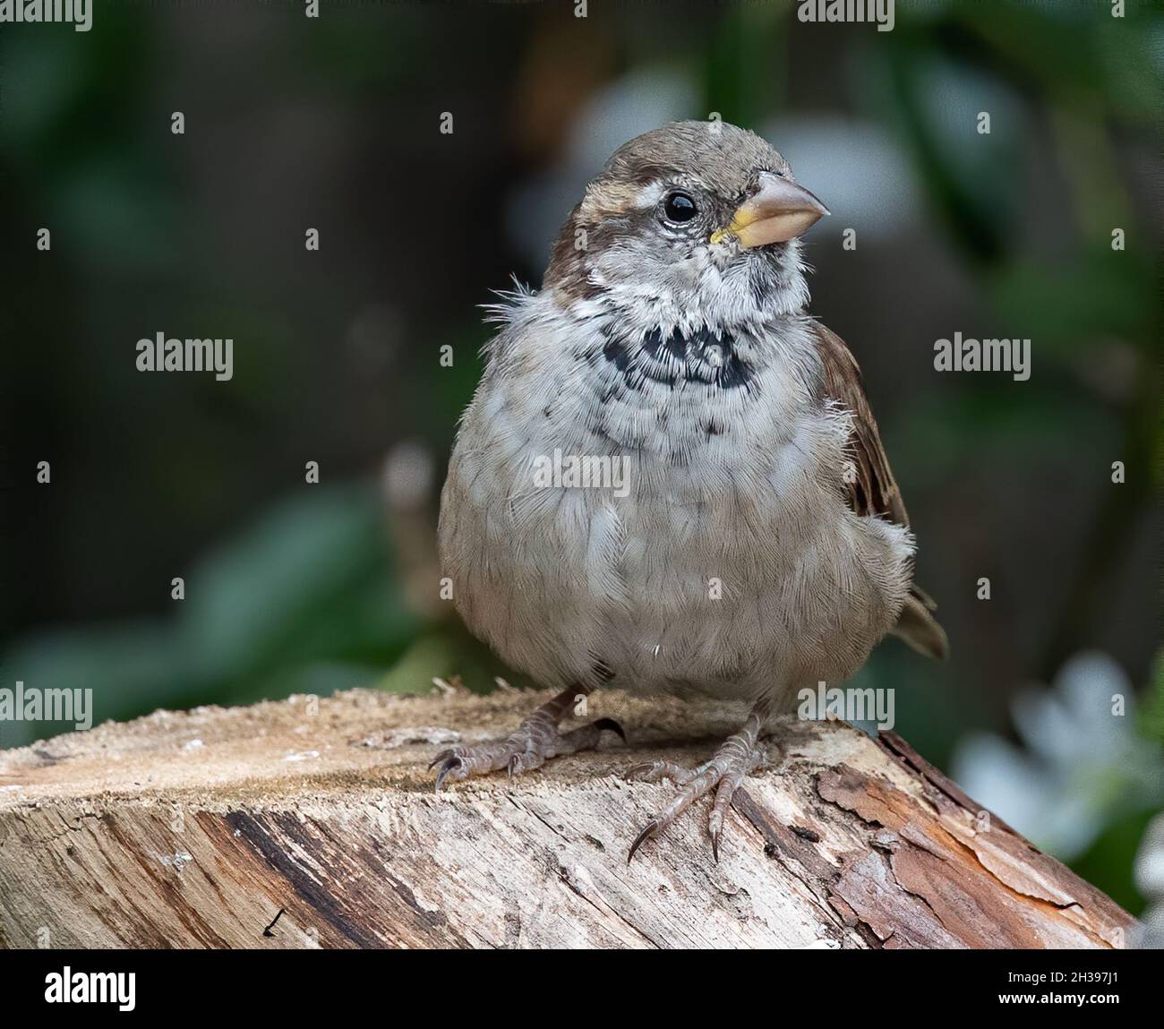Closeup shot of a sparrow bird perched on a tree Stock Photo - Alamy