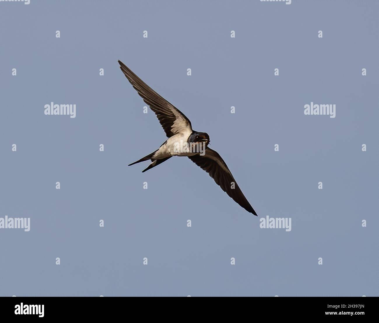 Common house martin in flight hi-res stock photography and images - Alamy