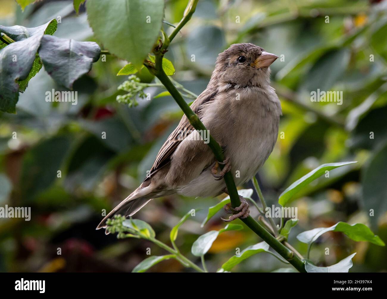 Closeup shot of a sparrow bird perched on a tree bran Stock Photo - Alamy