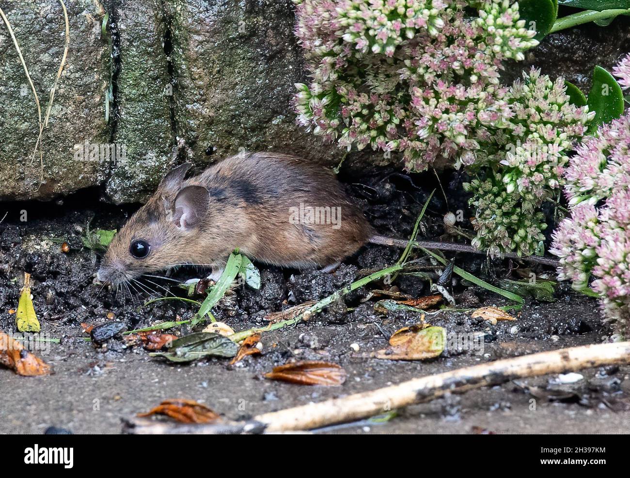 Ural field mouse hi-res stock photography and images - Alamy