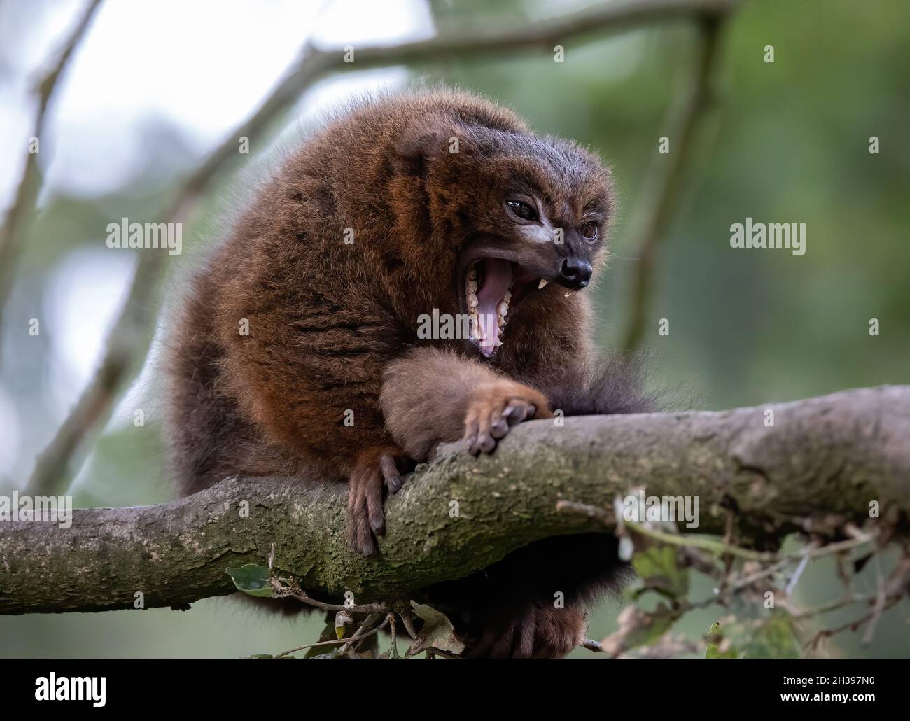 Red bellied monkey hi-res stock photography and images - Alamy