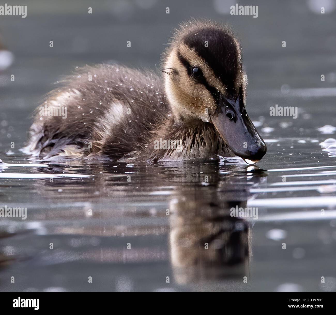 Baby Duck Swimming In Sink