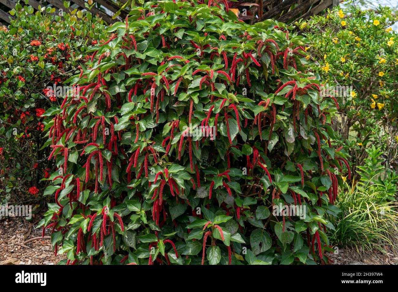 Chenille plant red hot cats tail flowering shrub Stock Photo - Alamy
