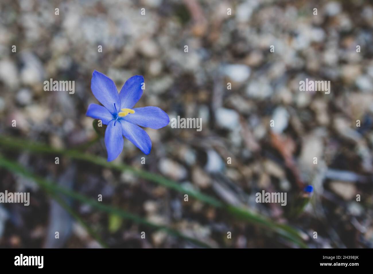Australian native iris hi-res stock photography and images - Alamy
