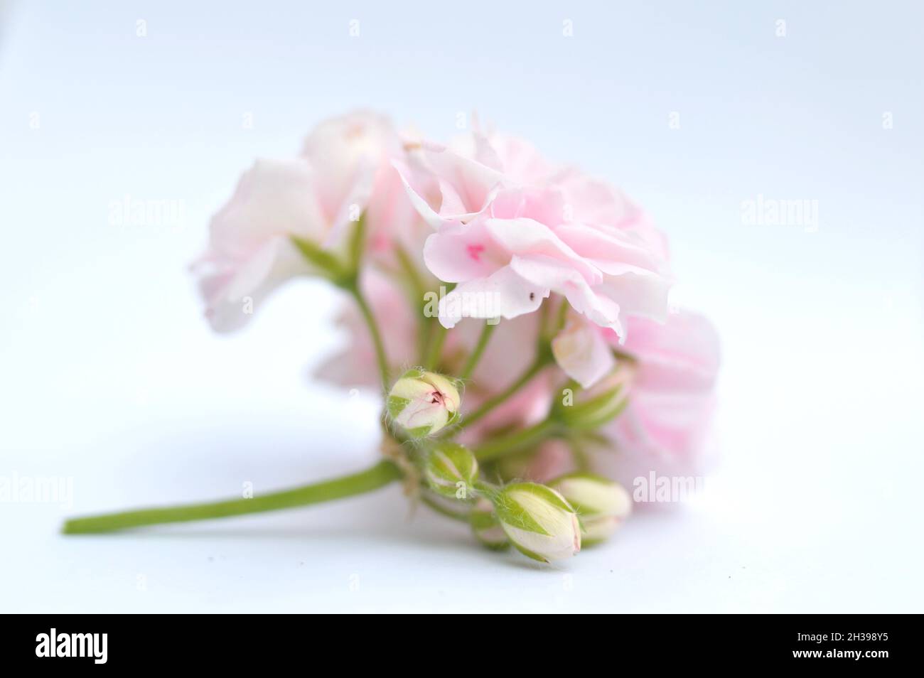 Pink cut flower on horizontal white background Stock Photo - Alamy