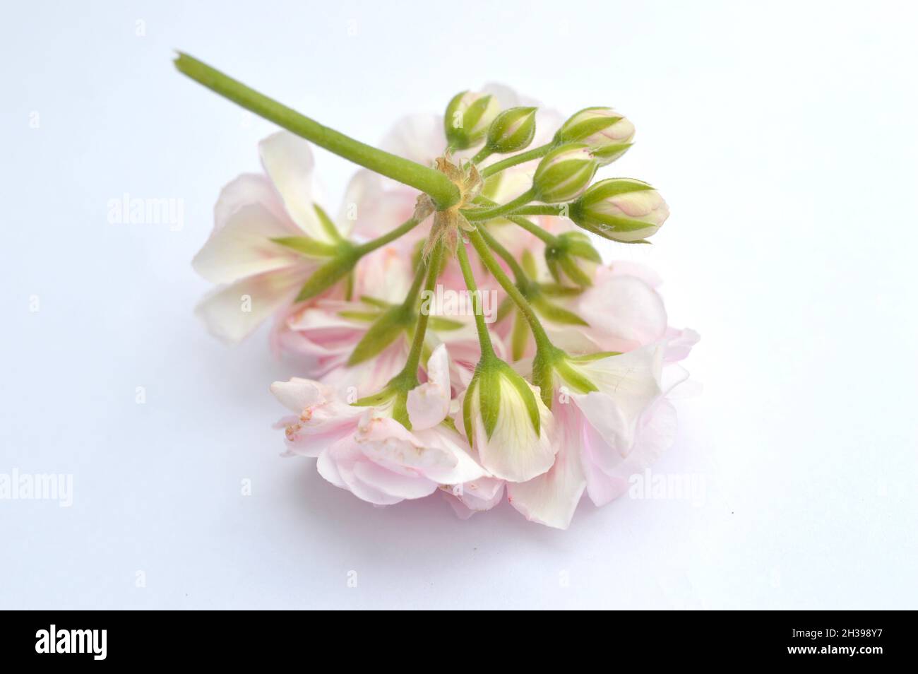 Pink cut flower on horizontal white background Stock Photo - Alamy