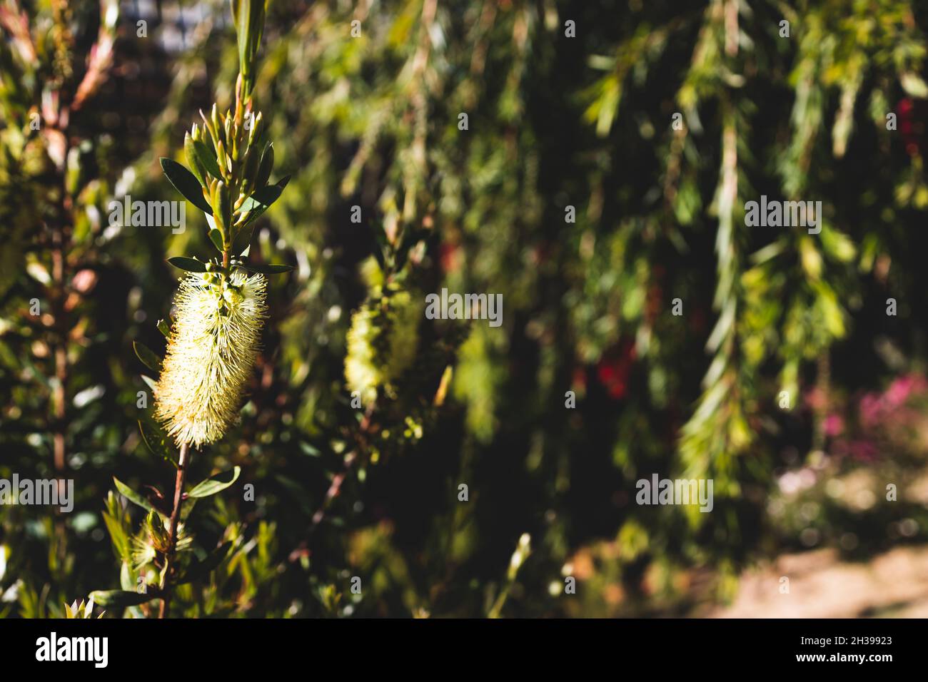 native Australian yellow bottlebrush callistemon tree outdoor in ...
