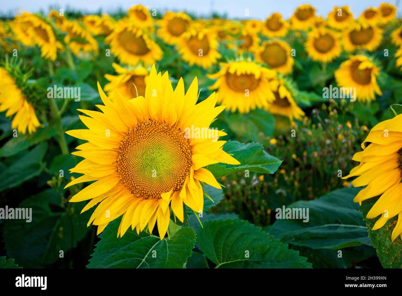 High Quality Sunflower High Resolution Stock Photography and Images - Alamy