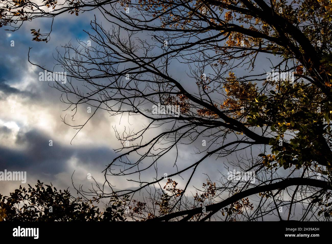 Dark trees before a low-light sky in autumn Stock Photo - Alamy