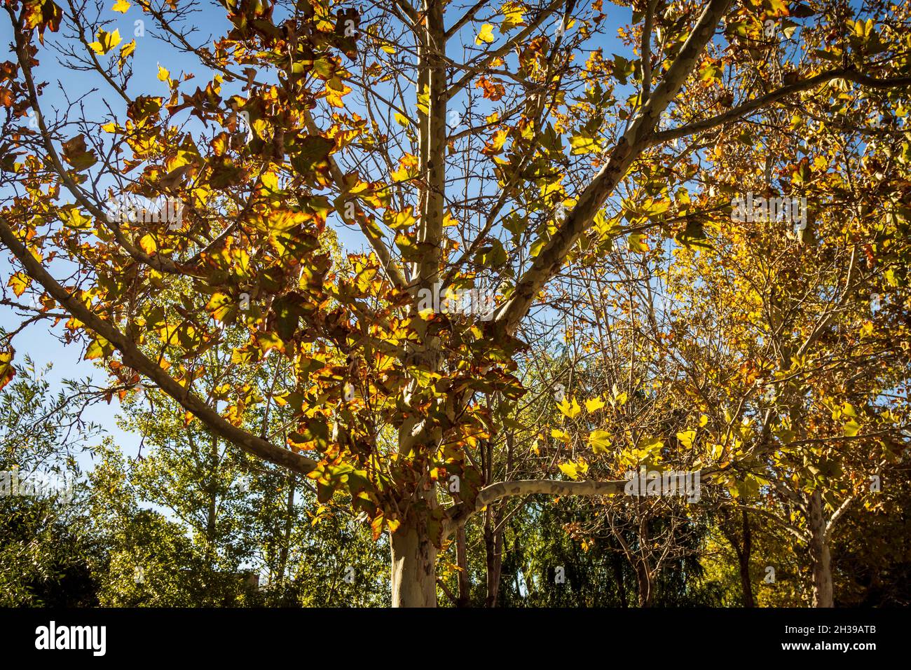 A tree with individual leaves of multi-colors. Season specific Stock ...