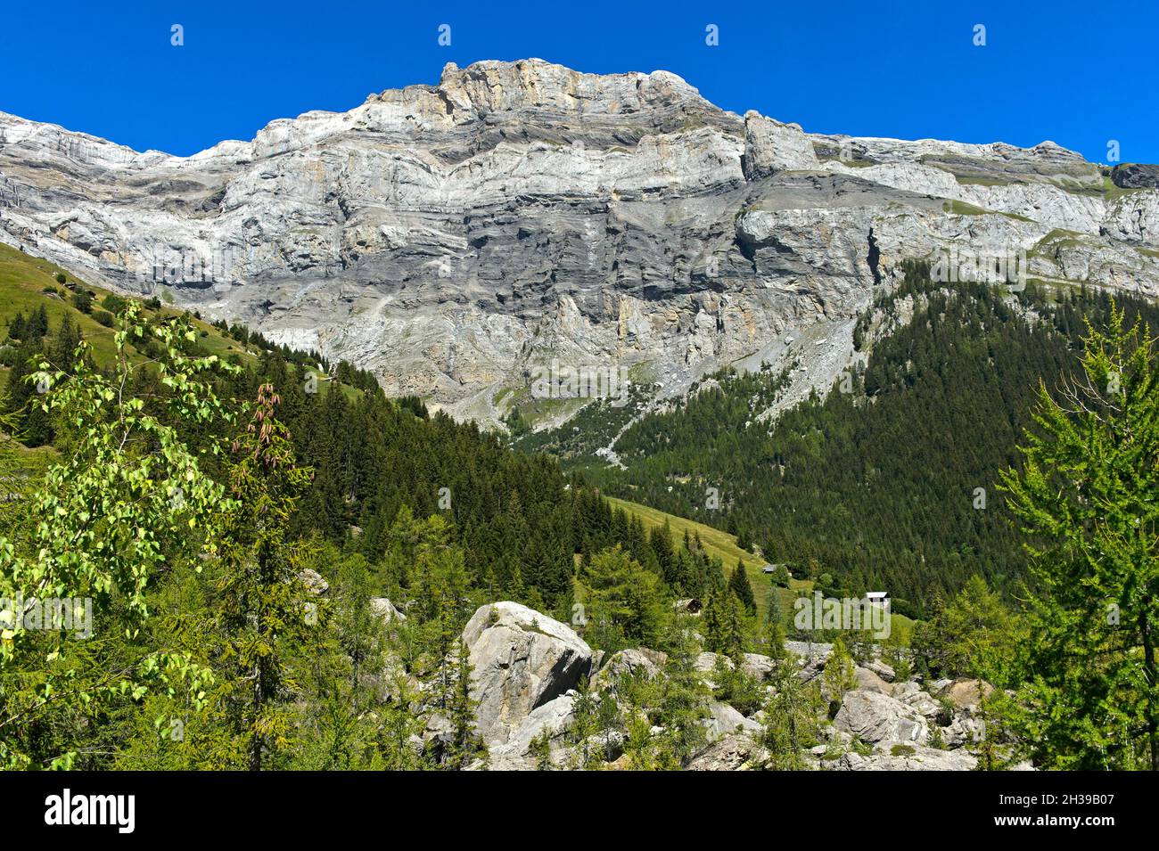 In the Derborence landslide area, Les Diablerets massif, Conthey ...