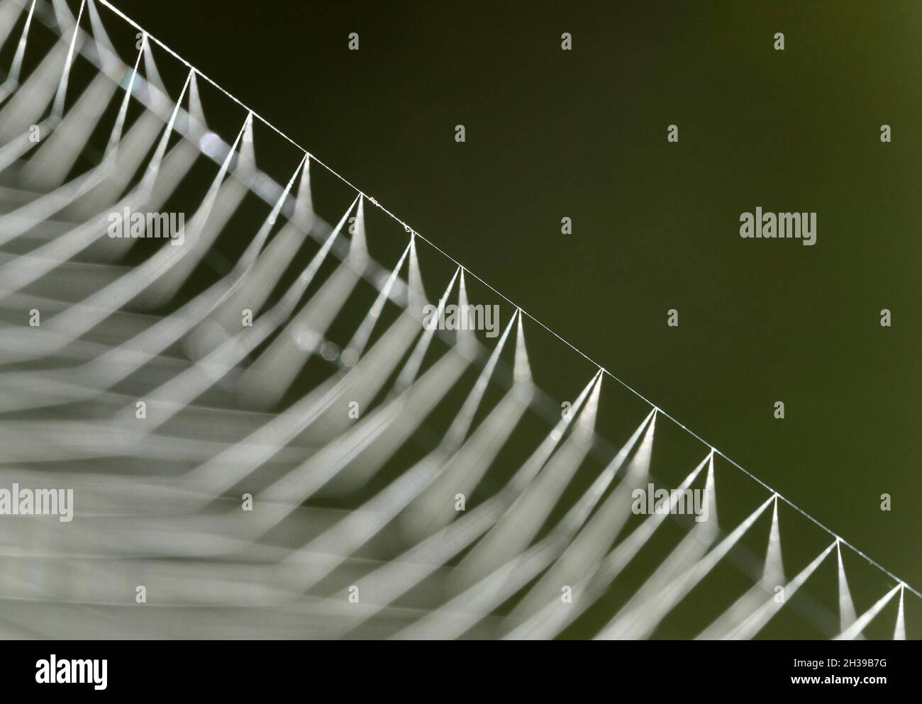 Details of the spider web of a european garden spider (Araneus ...