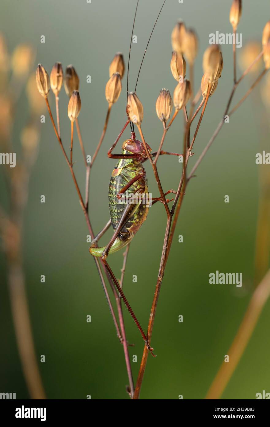 Saddle backed bush cricket (Ephippiger diurnus), female, Valais ...