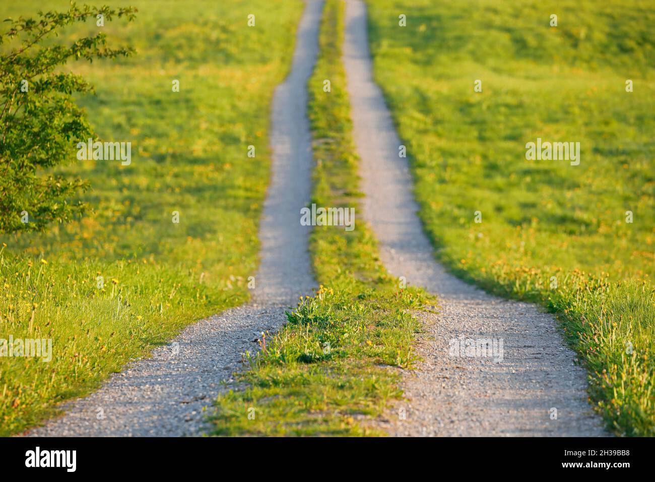 Field path in spring lined with flower meadows Stock Photo - Alamy