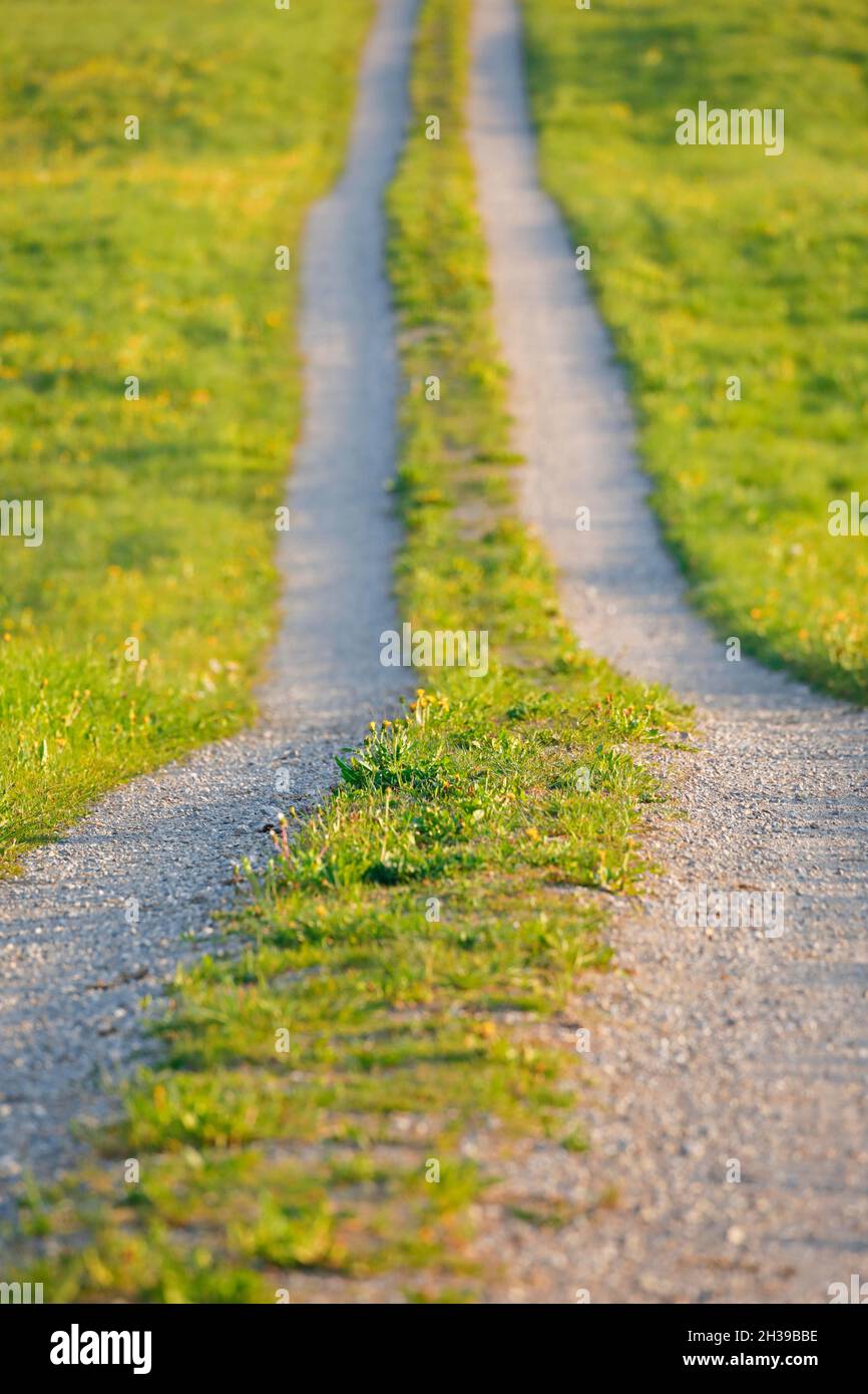 Field path in spring lined with flower meadows Stock Photo - Alamy