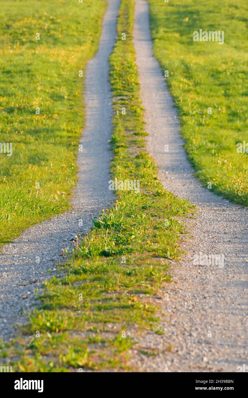 Field path in spring lined with flower meadows Stock Photo - Alamy