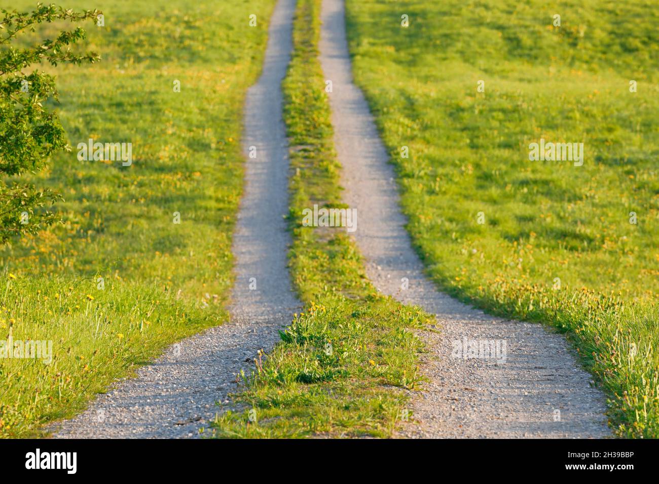 Field path in spring lined with flower meadows Stock Photo - Alamy