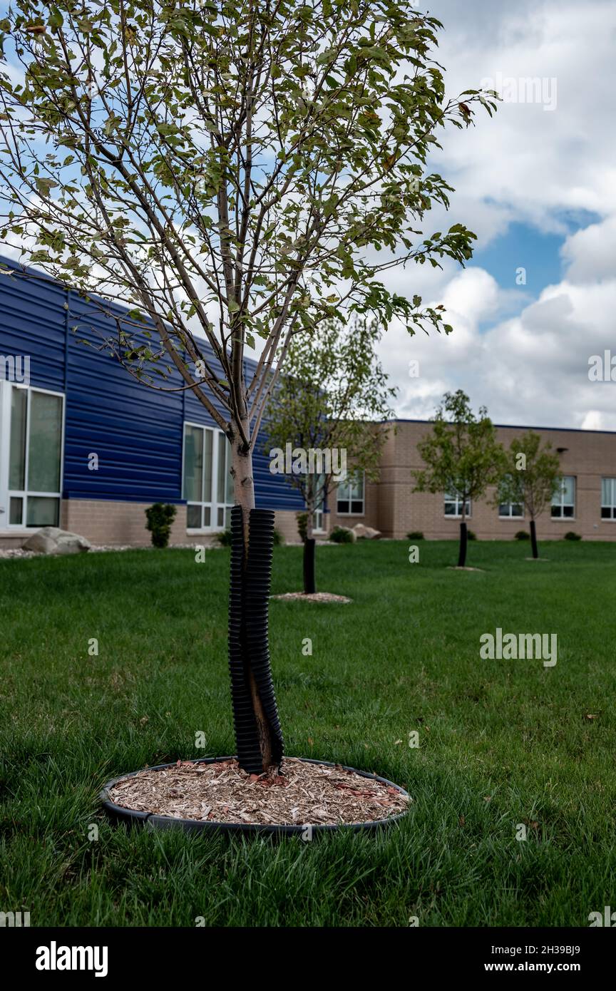 Protection from rabbits hi-res stock photography and images - Alamy