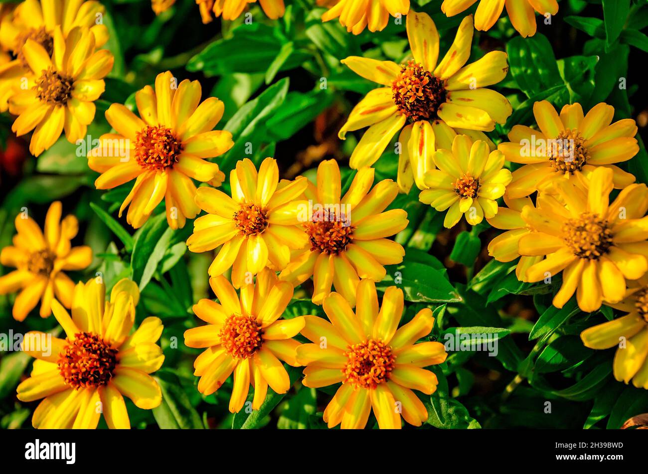 Creeping zinnia (Zinnia angustifolia), also known as narrow-leaf zinnia ...