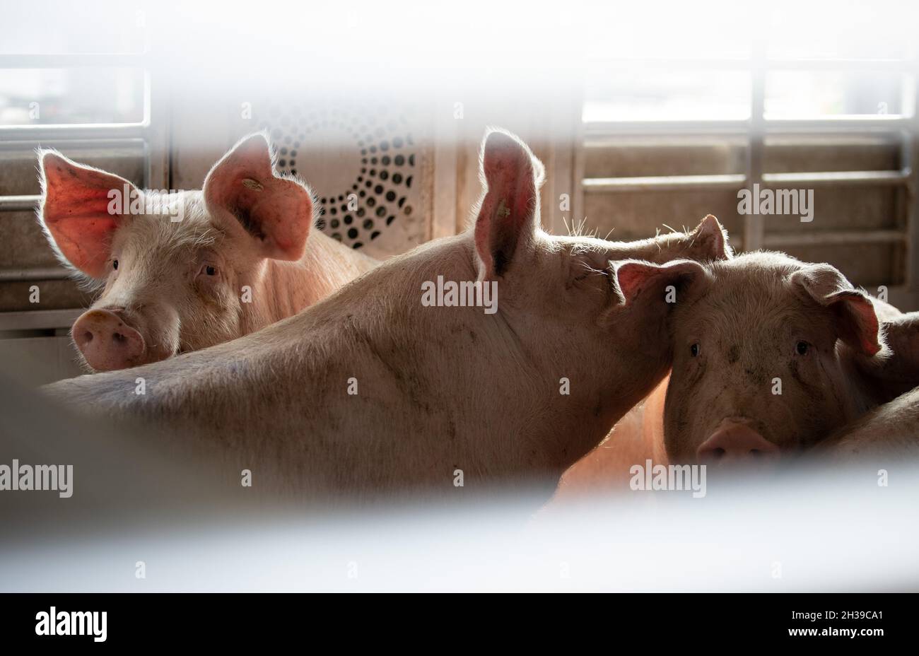 Pig loading hi-res stock photography and images - Alamy