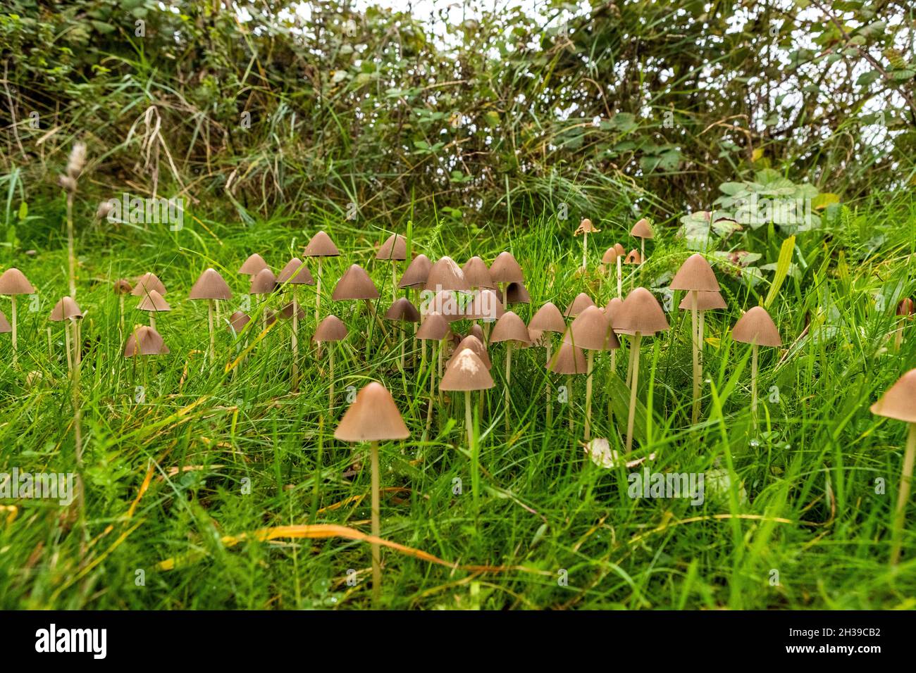 Conical Brittlestem Mushrooms High Resolution Stock Photography and ...