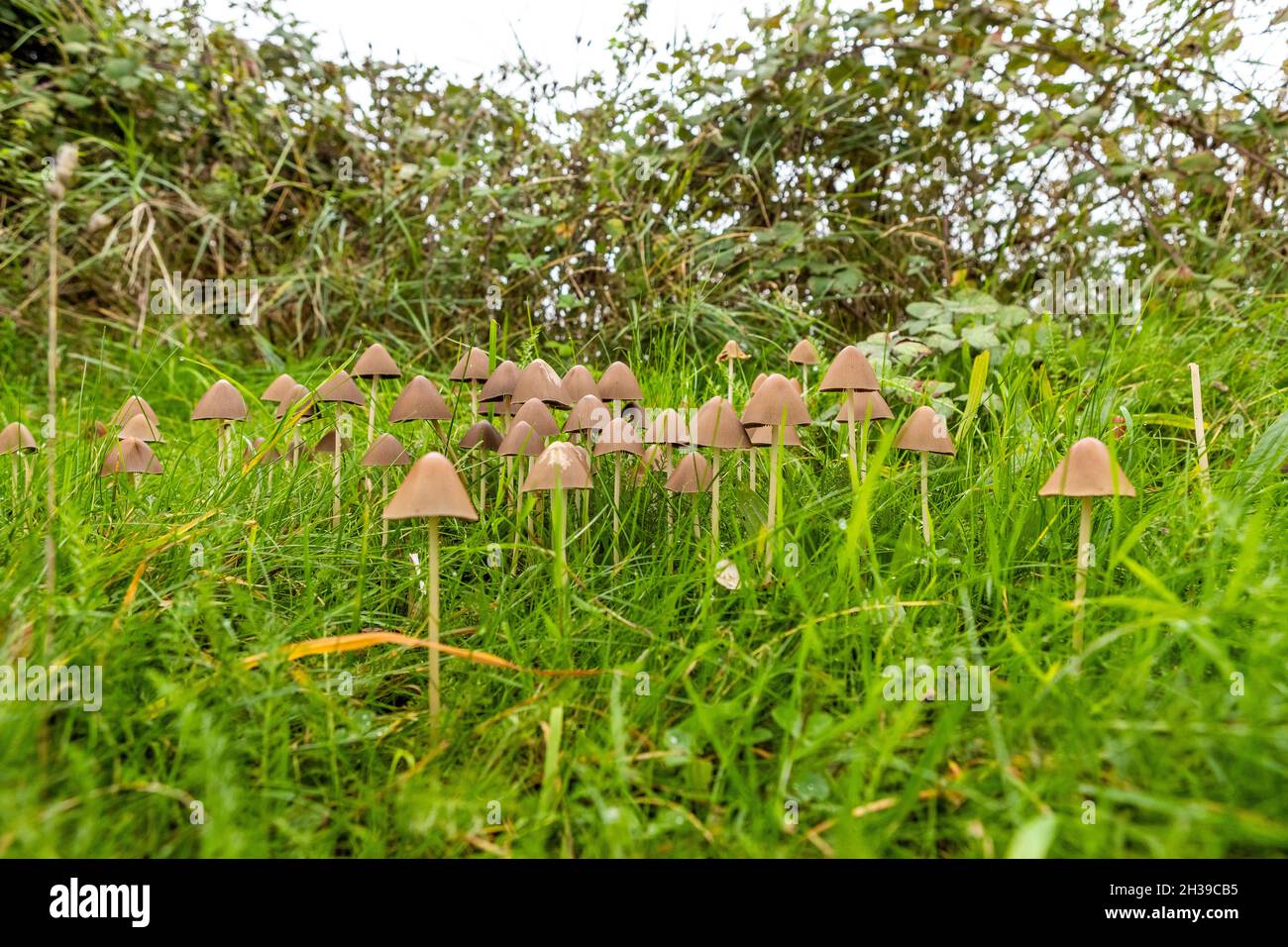 Conical Brittlestem Mushrooms High Resolution Stock Photography and ...