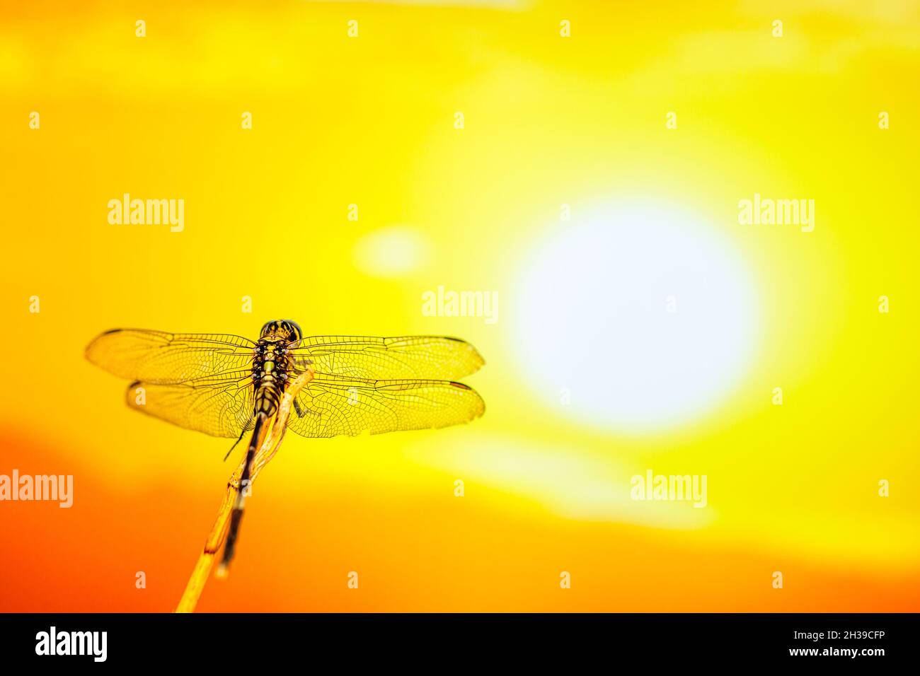 A dragonfly facing the sun, as an additional element for poetry and ...