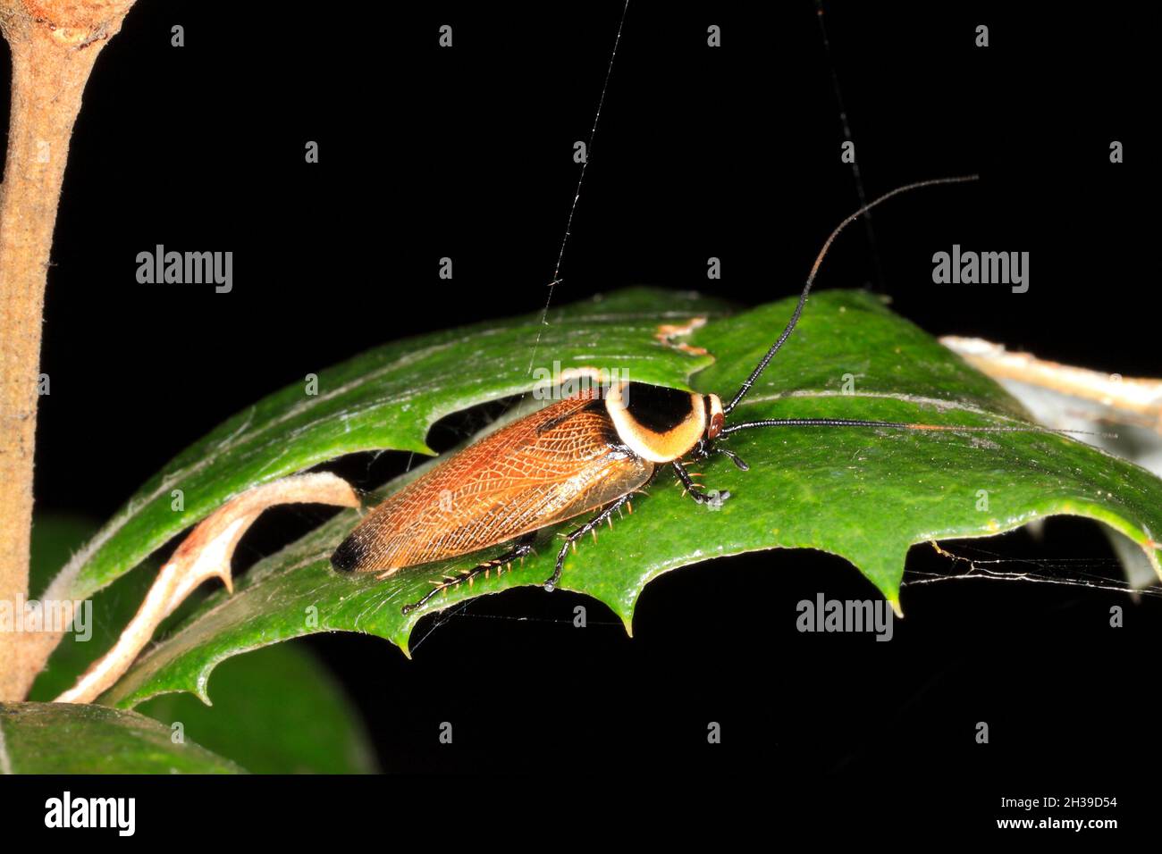 Austral austral hi-res stock photography and images - Alamy