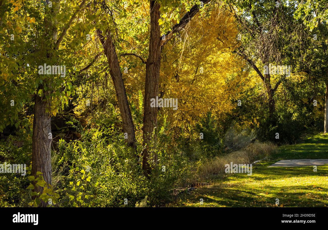 A colorful tree line in the autumn Stock Photo - Alamy
