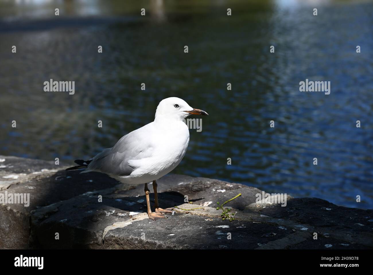 A silver gull, or seagull, its tail in a shadow, standing next to some ...