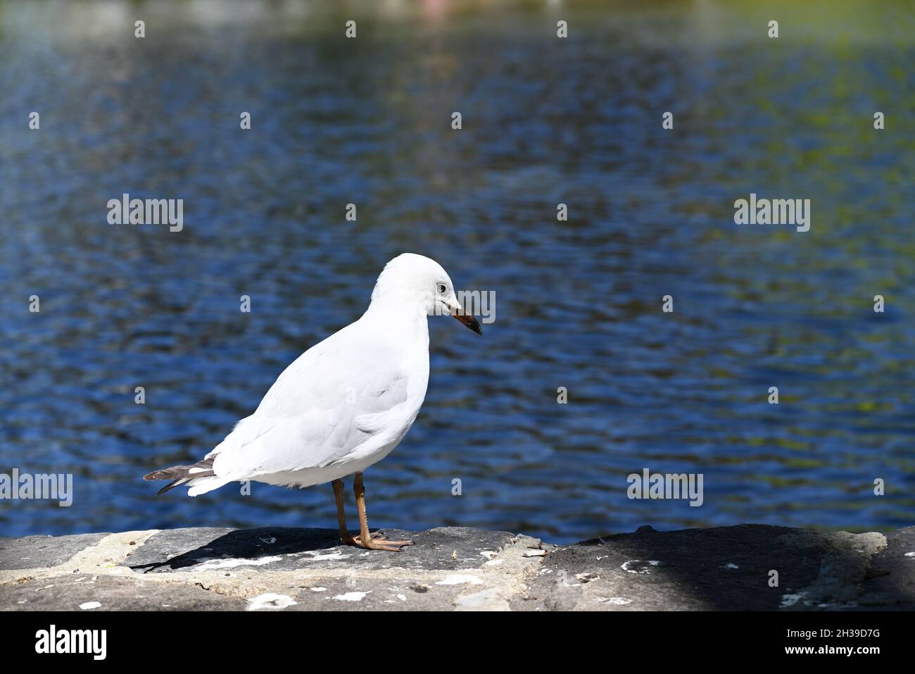 A sunlit seagull, or silver gull, standing on the edge of a lake and ...