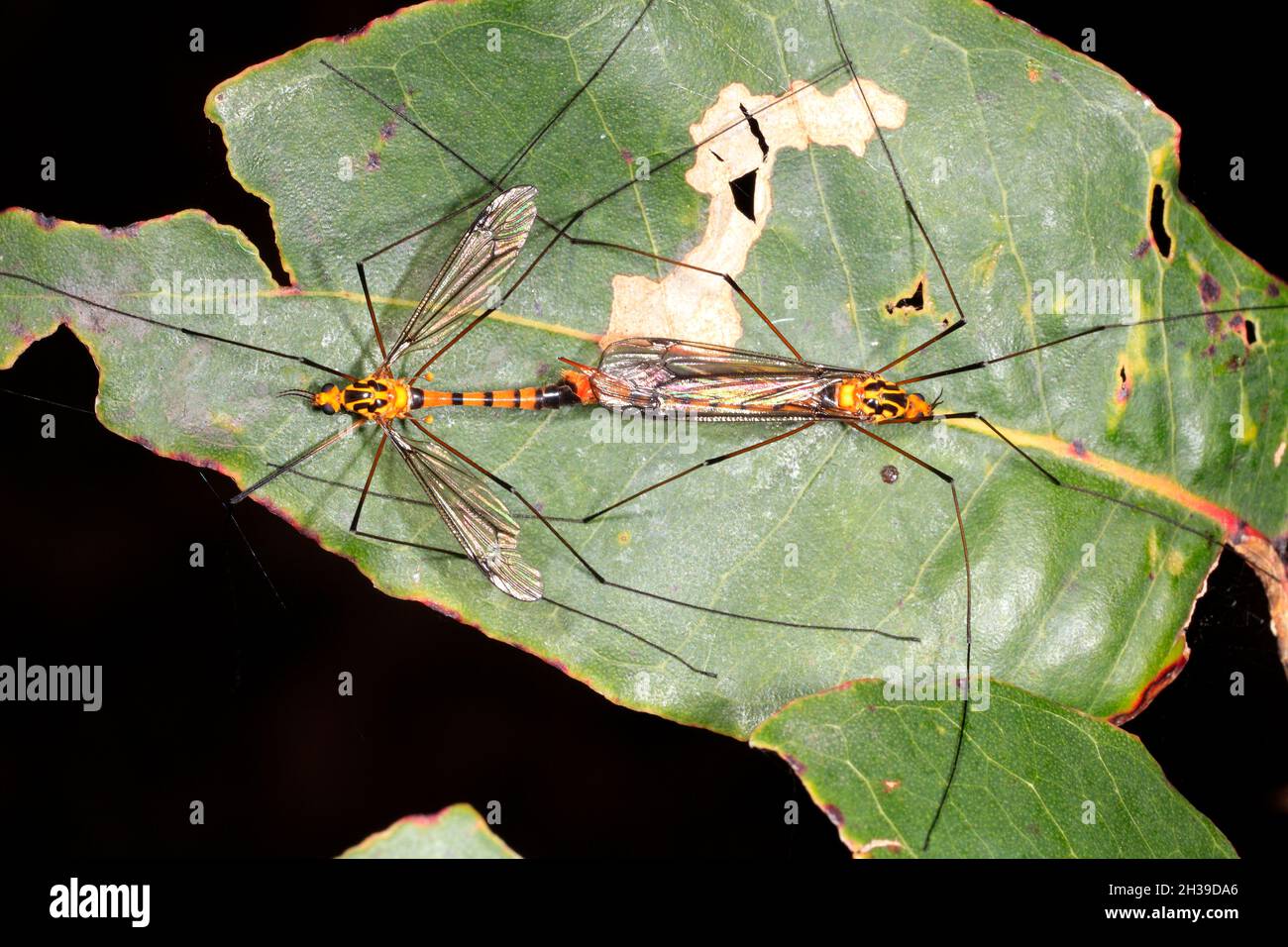 Tiger Crane Fly, Nephrotoma australasiae. Pair of Crane flies mating on ...