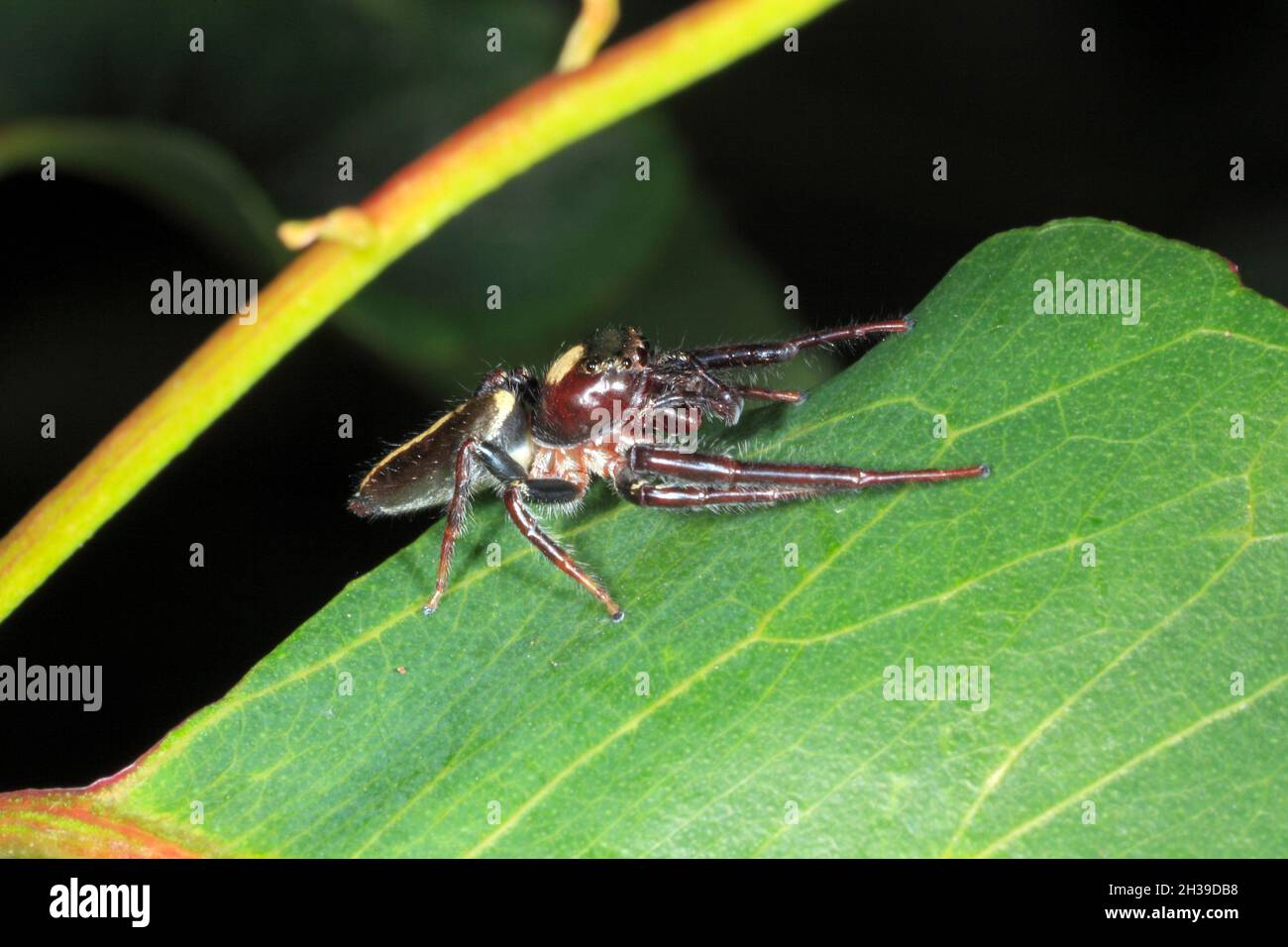 Biting Jumping Spider, Opisthoncus mordax, Coffs Harbour, NSW ...