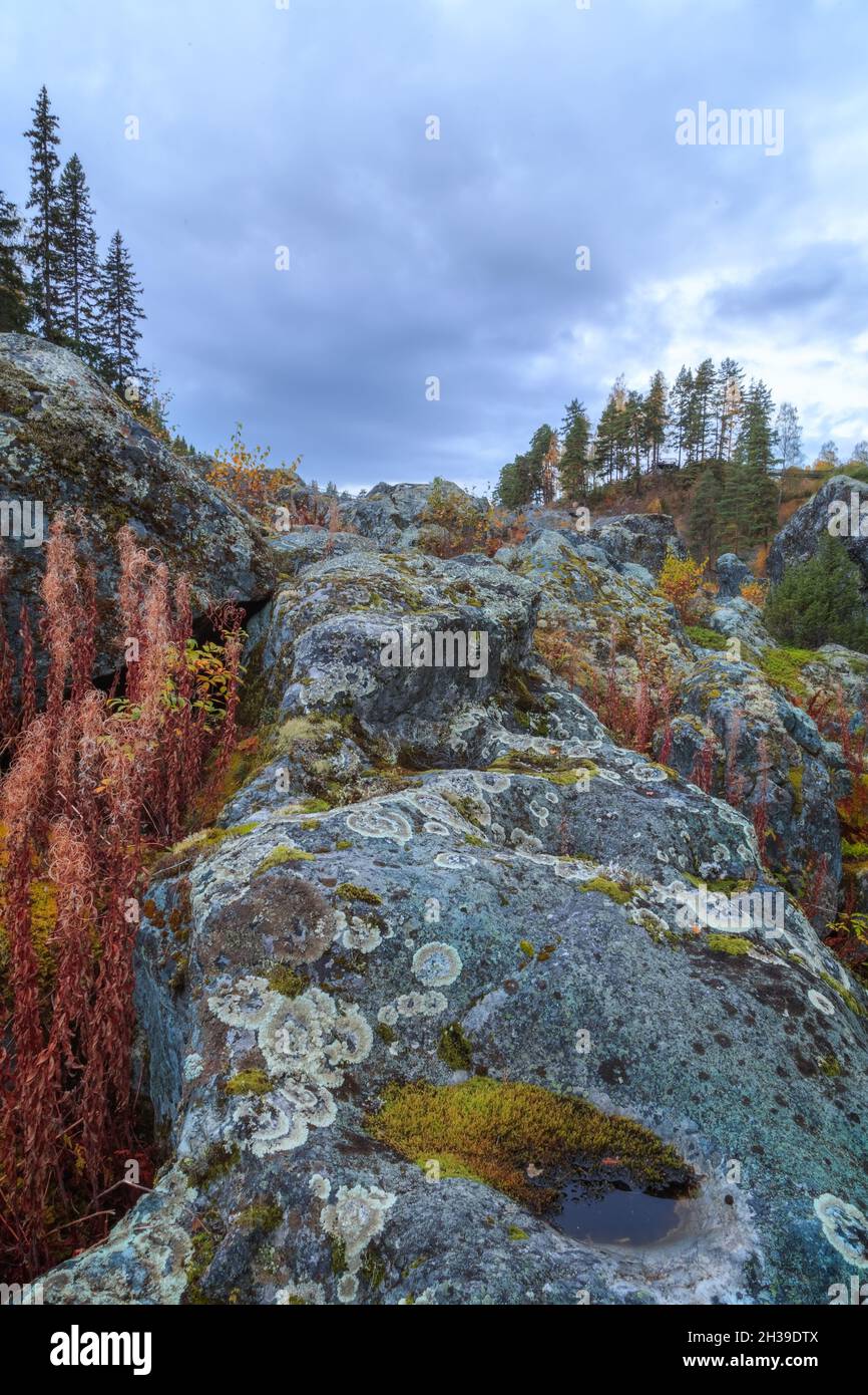 Sweden and forest hi-res stock photography and images - Alamy
