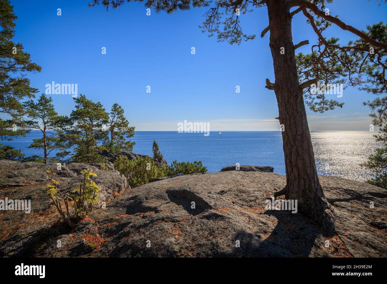 tree on cliff in a sea landscape with colorful plants with trees,boats ...