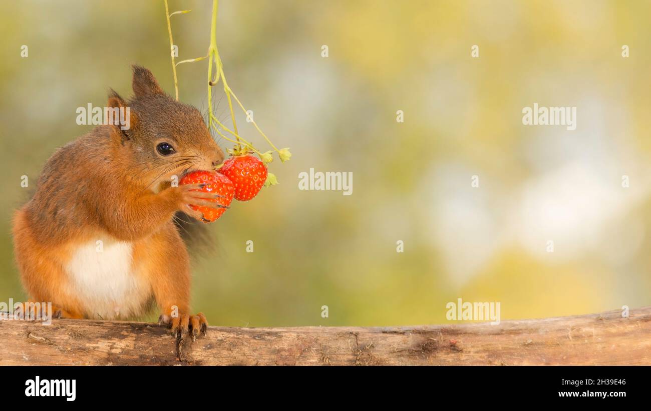 Squirrel eating strawberry hi-res stock photography and images - Alamy