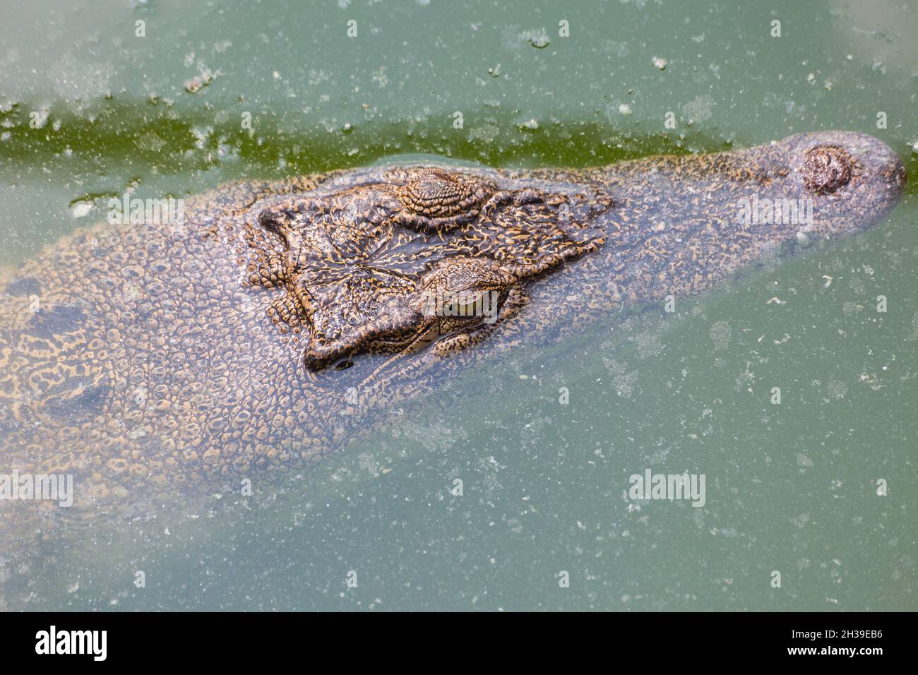 Crocodile head floating in water Looking for prey Stock Photo - Alamy