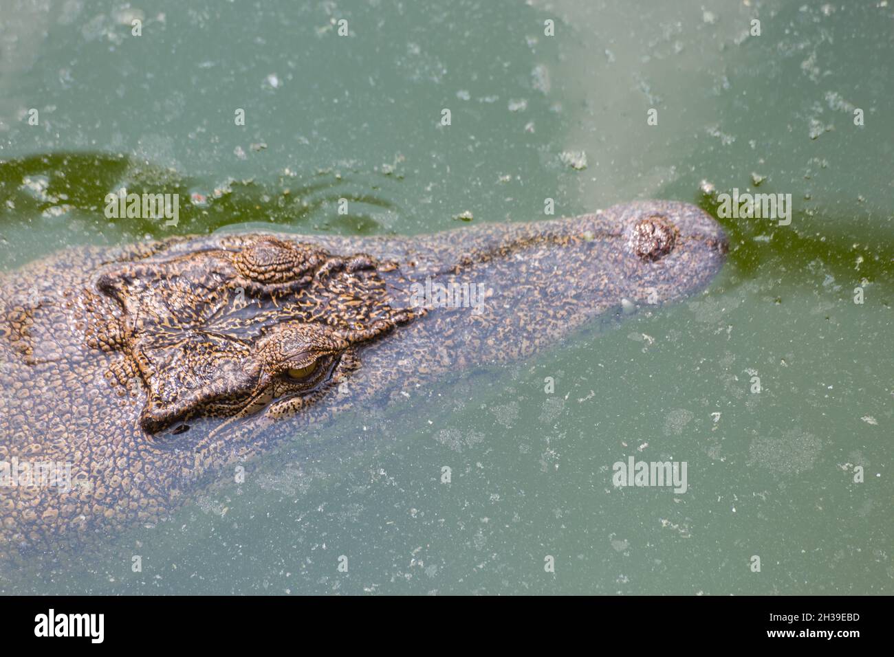 Crocodile head floating in water Looking for prey Stock Photo - Alamy