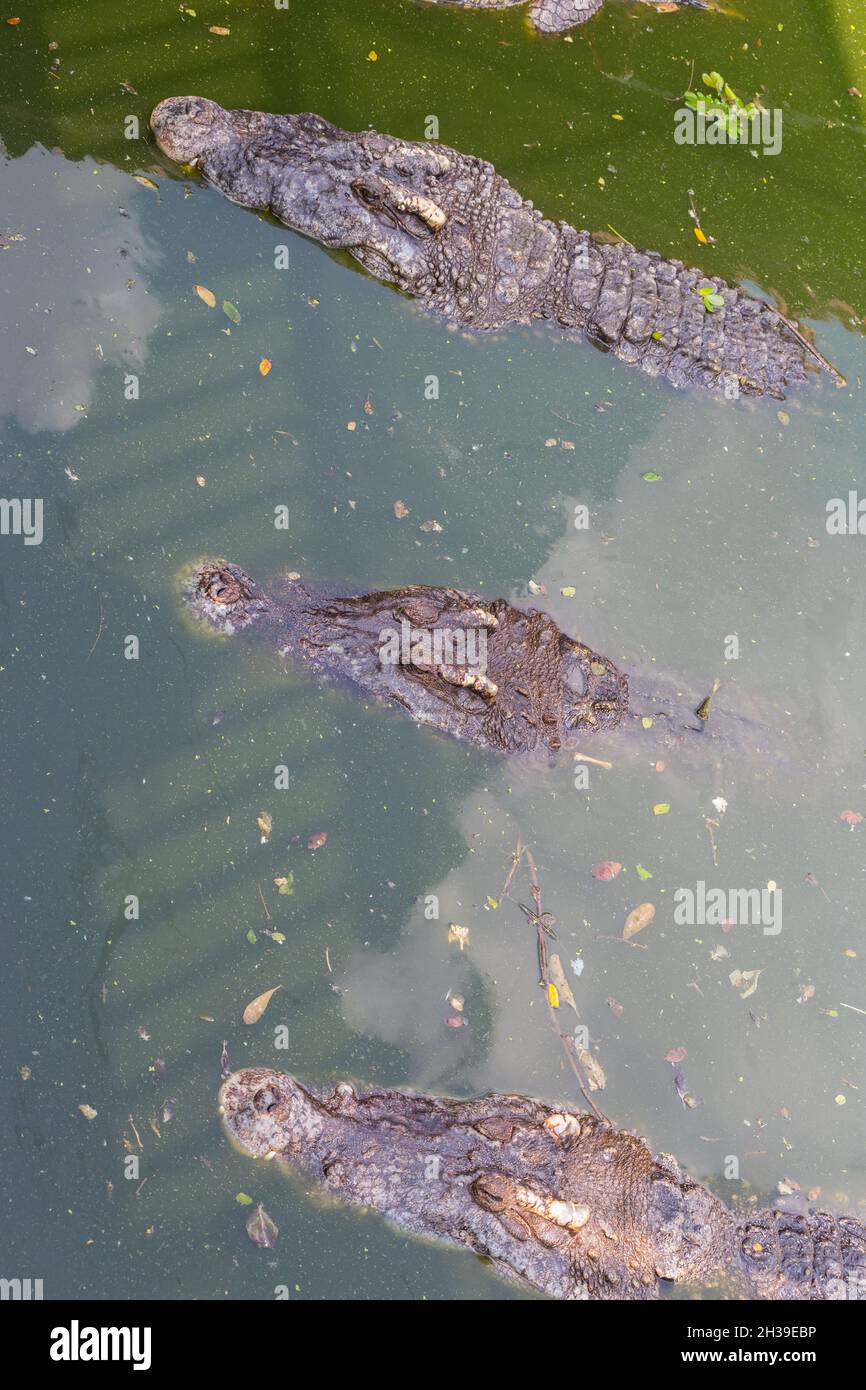 Crocodile head floating in water Looking for prey Stock Photo - Alamy