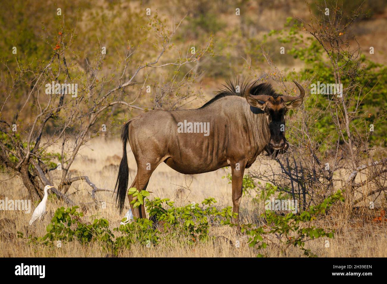 African egret hi-res stock photography and images - Alamy