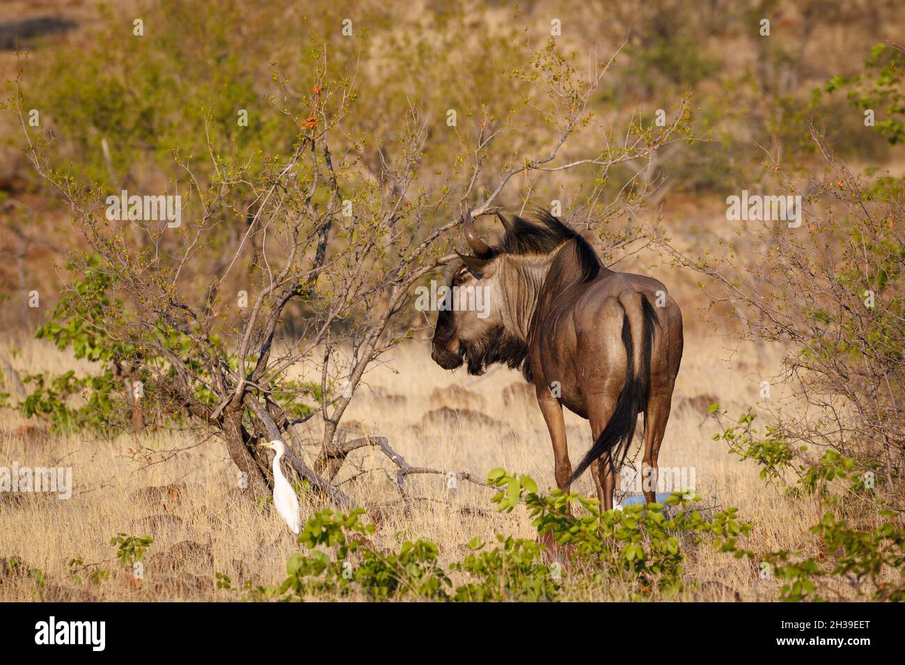 African egret hi-res stock photography and images - Alamy