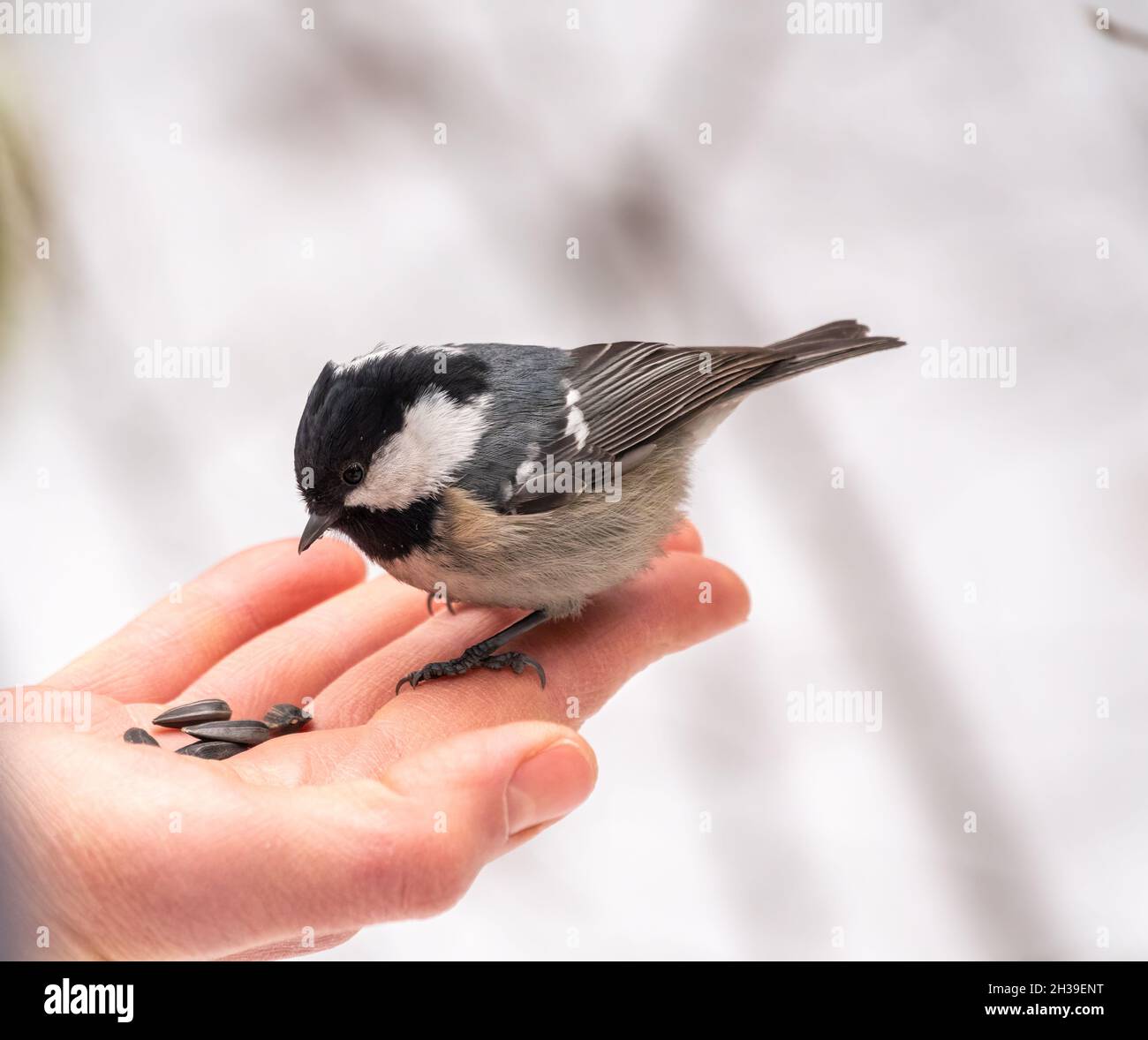 The tit eats seeds from a hand. A tit bird sitting on the hand and ...