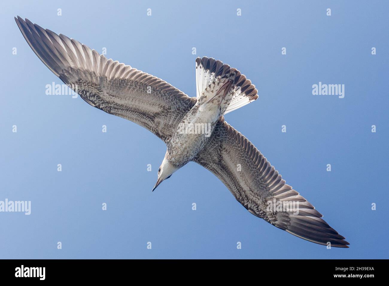 Beautiful seagull with open wing flying high hi-res stock photography ...