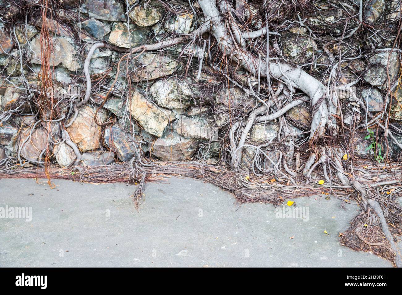 Tree root growing brick wall hi-res stock photography and images - Alamy