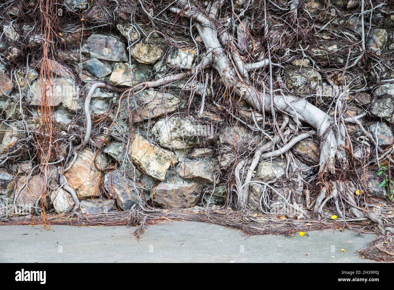 roots on old rock wall background Stock Photo - Alamy