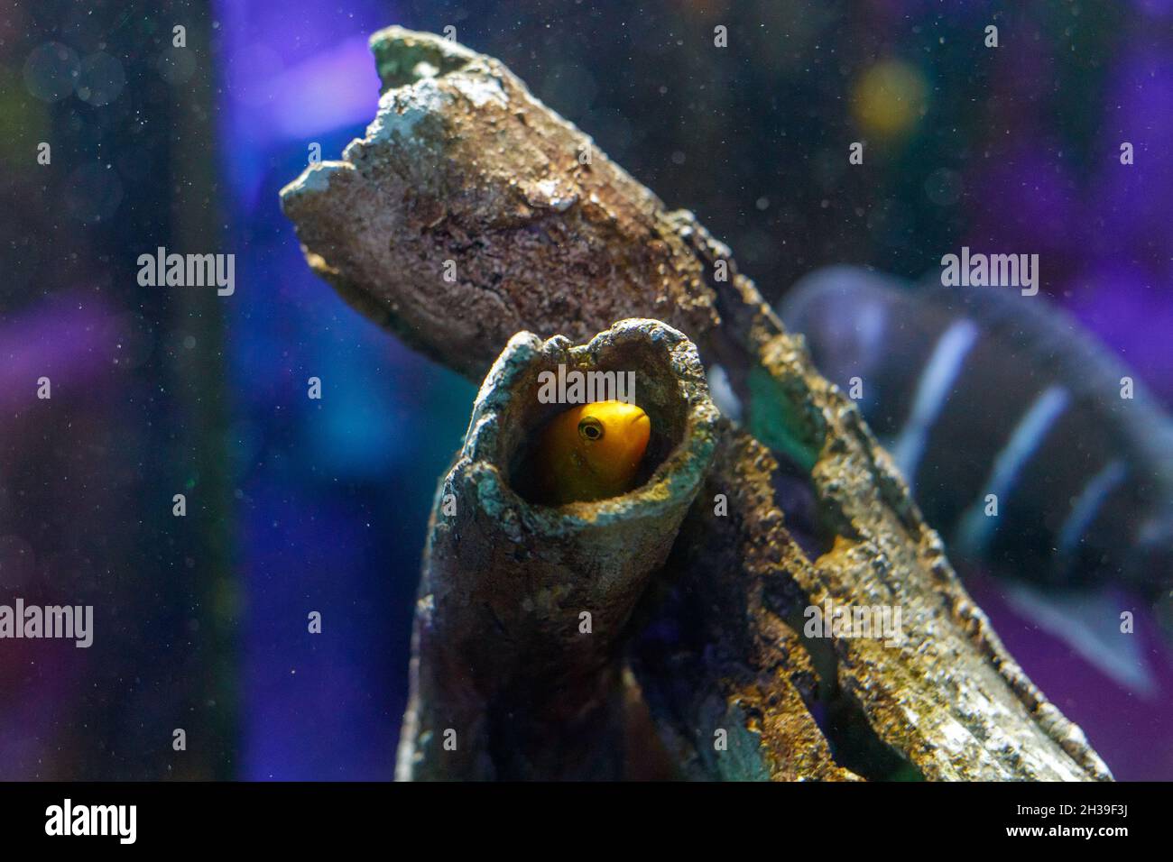 Little yellow fish in aquarium, closeup. Blue water background Stock ...